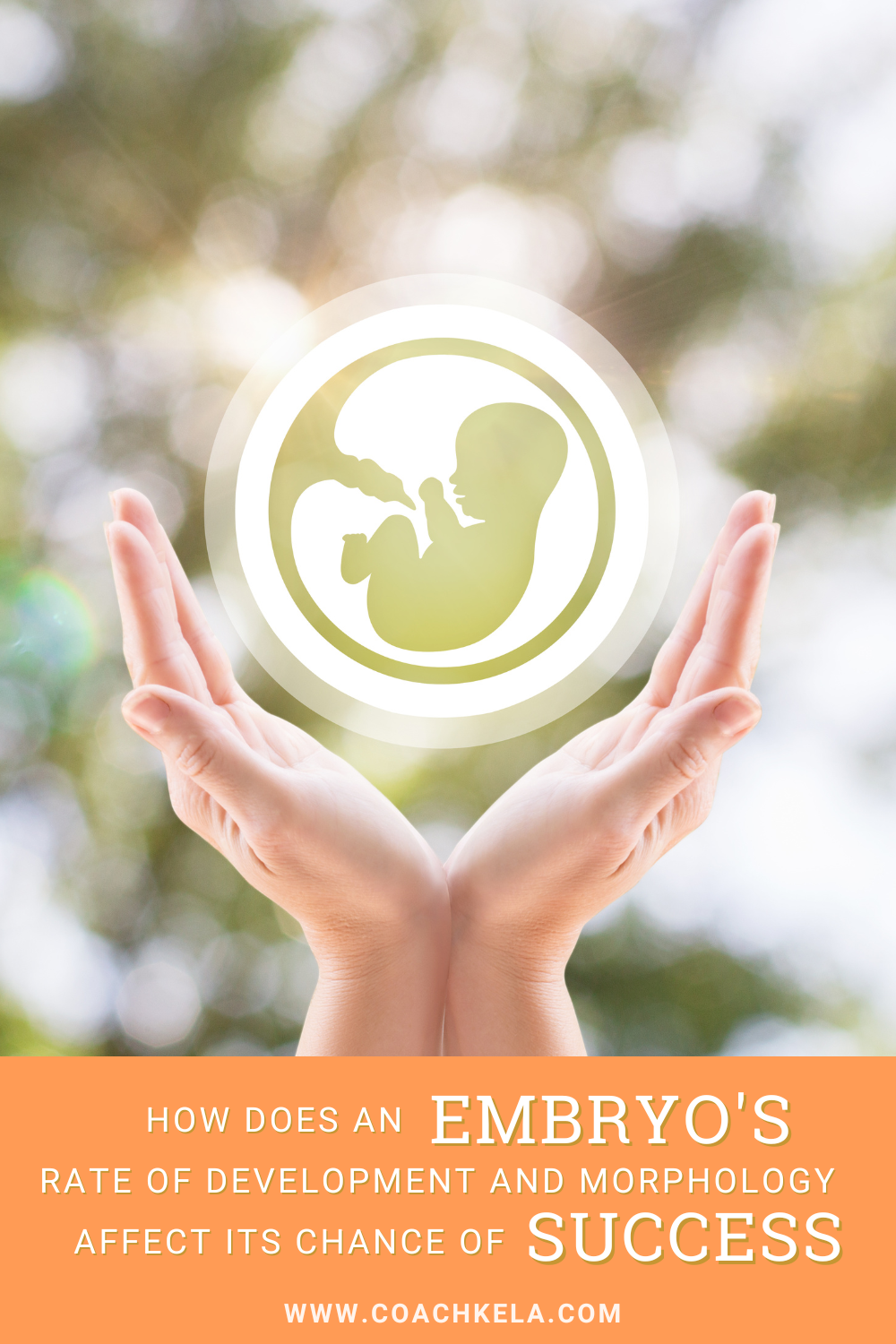 How Does an Embryo's Rate of Development and Morphology Affect its ...